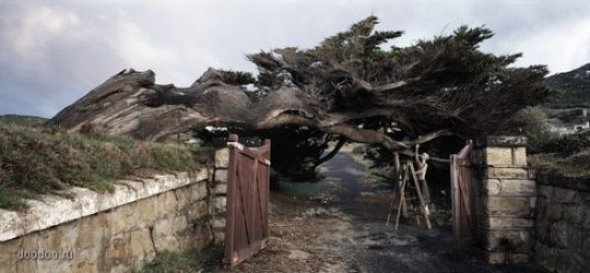 Alien Leon: Living Alien is Walking Among Us