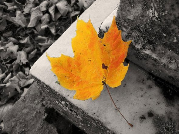 Outstanding Photos with Partial Color