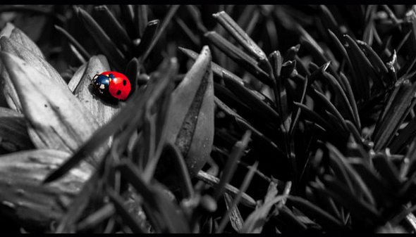 Outstanding Photos with Partial Color