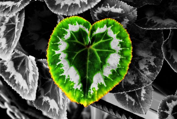 Outstanding Photos with Partial Color